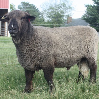 Pitchfork Romney Rams