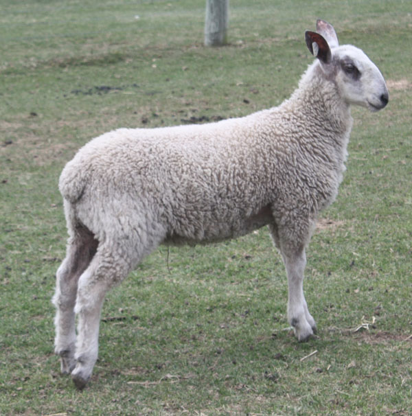 BFL Lamb For Sale – Details